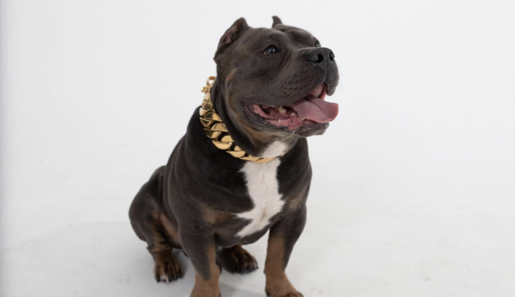 Mega süß: SO ist Bonez Intro entstanden!